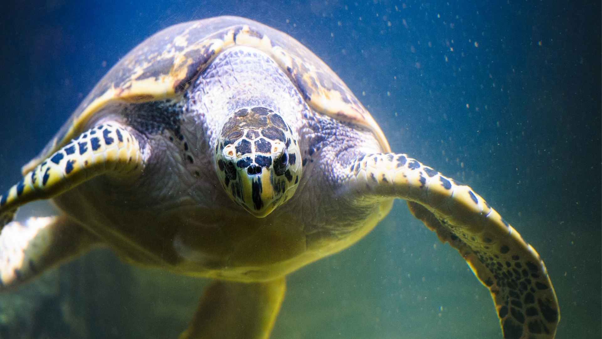 La tortuga marina un símbolo de poder Maya - MCV Noticias